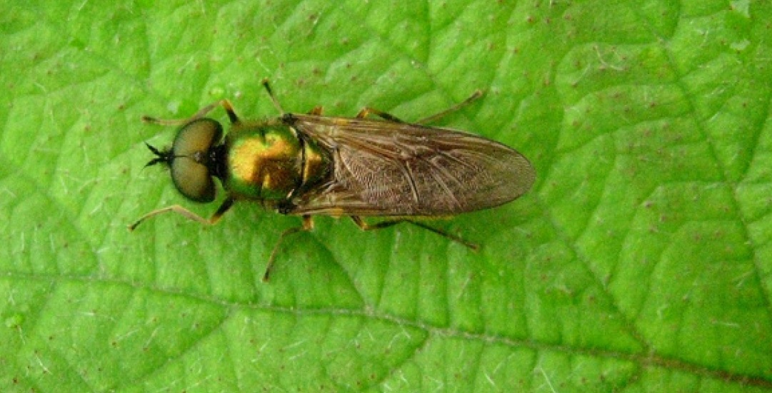 Summer - Jewellery Quarter Cemeteries Project